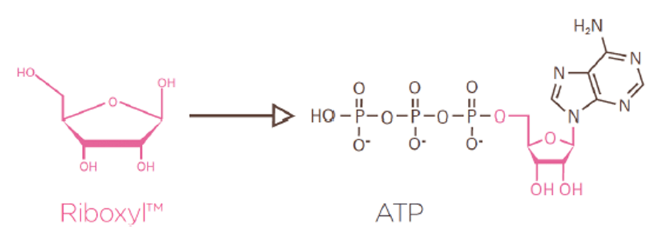 Riboxyl™ - Το Σάκχαρο της Ζωής | Κλινική Μελέτη - version